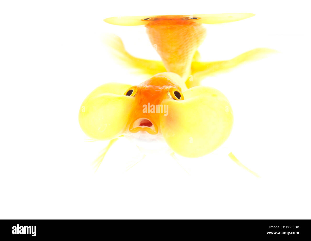 eye bubble on white background Stock Photo - Alamy