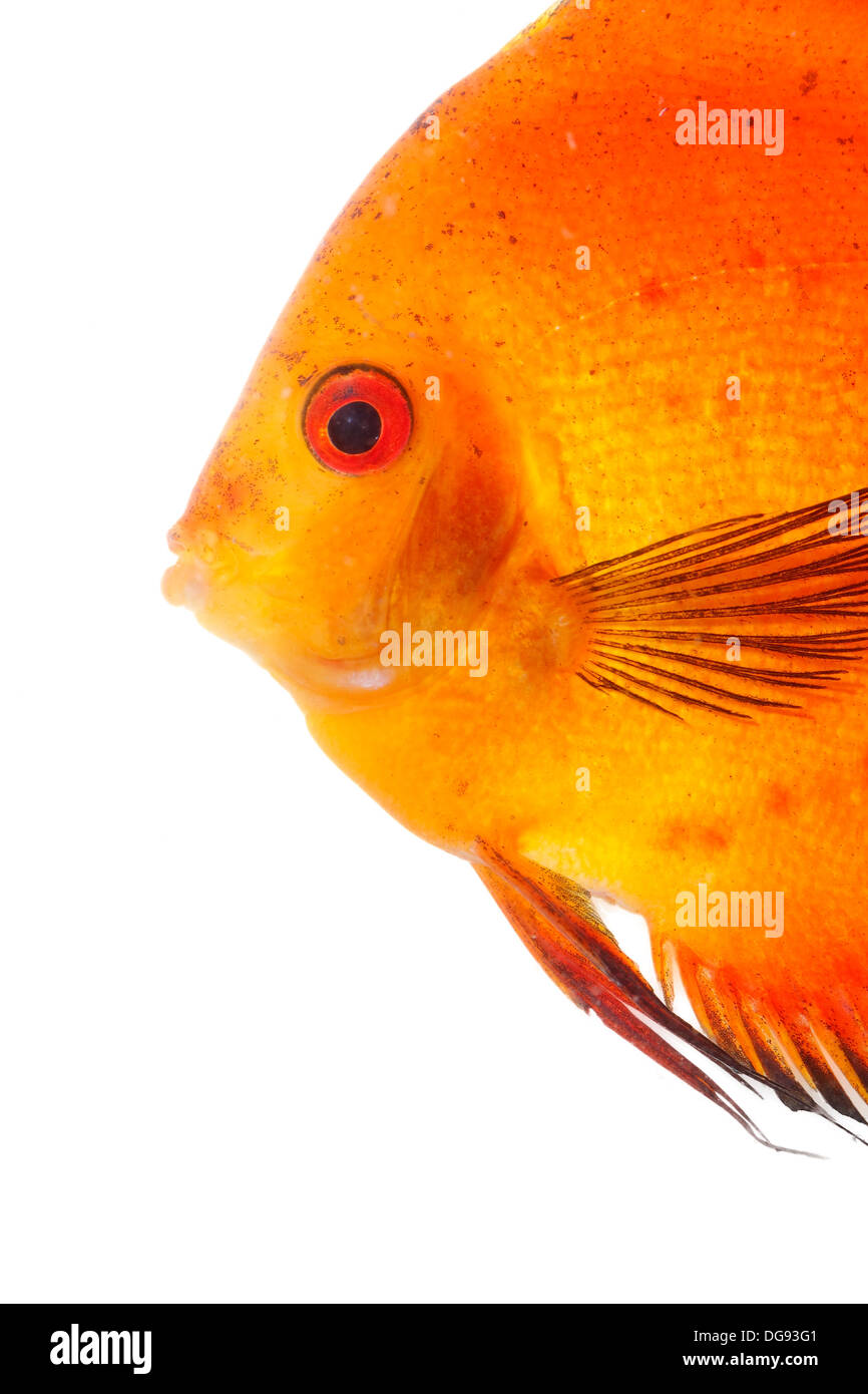Discus orange isolated on white and clear Stock Photo - Alamy