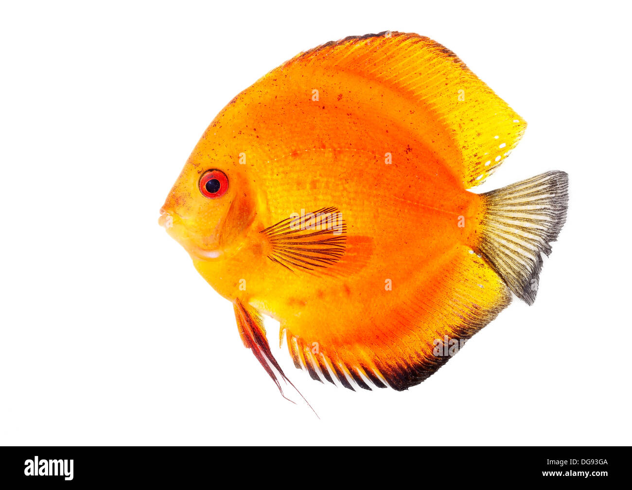 Discus eye hi-res stock photography and images - Alamy