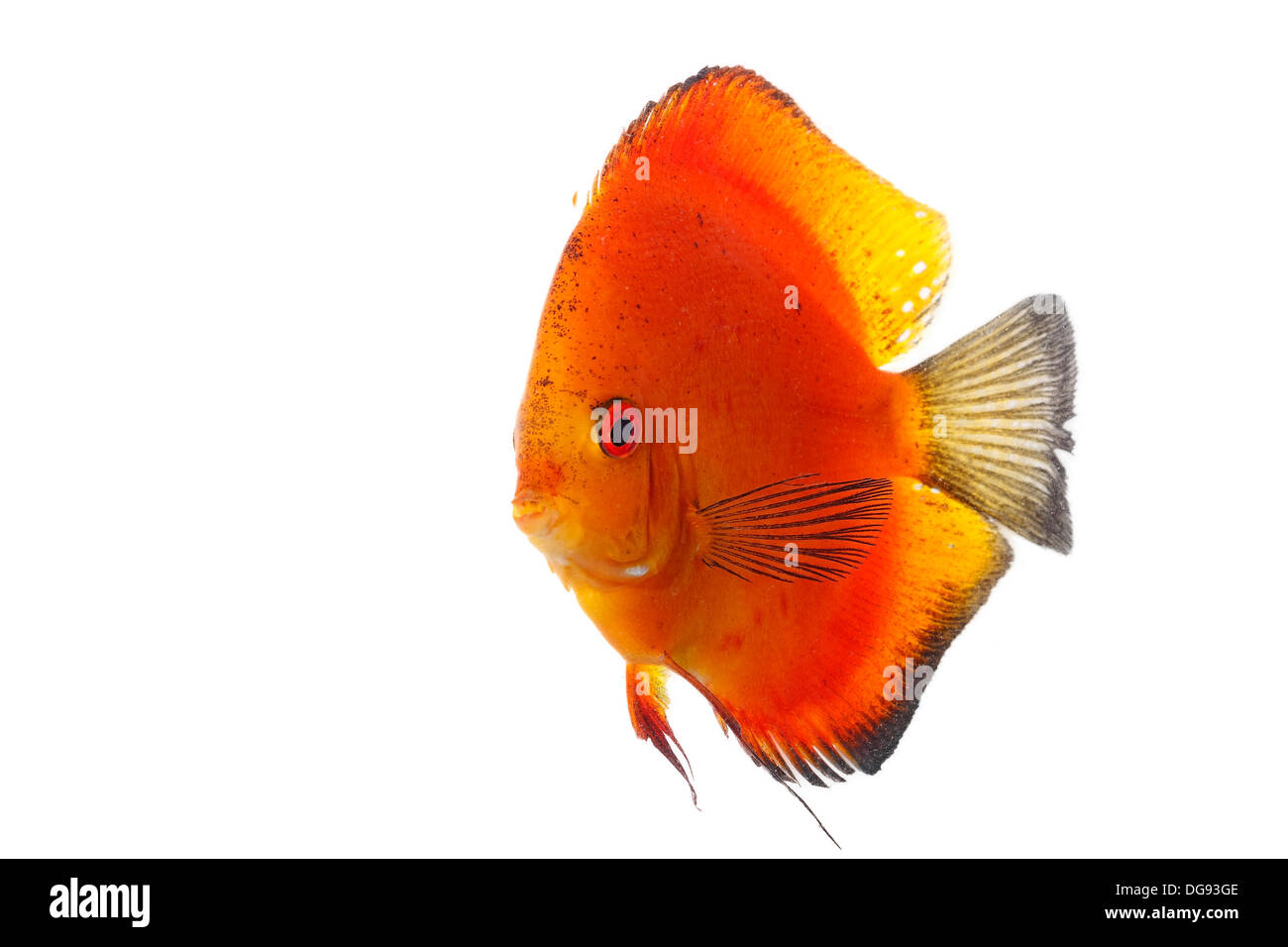 Red orange discus fish hi-res stock photography and images - Alamy