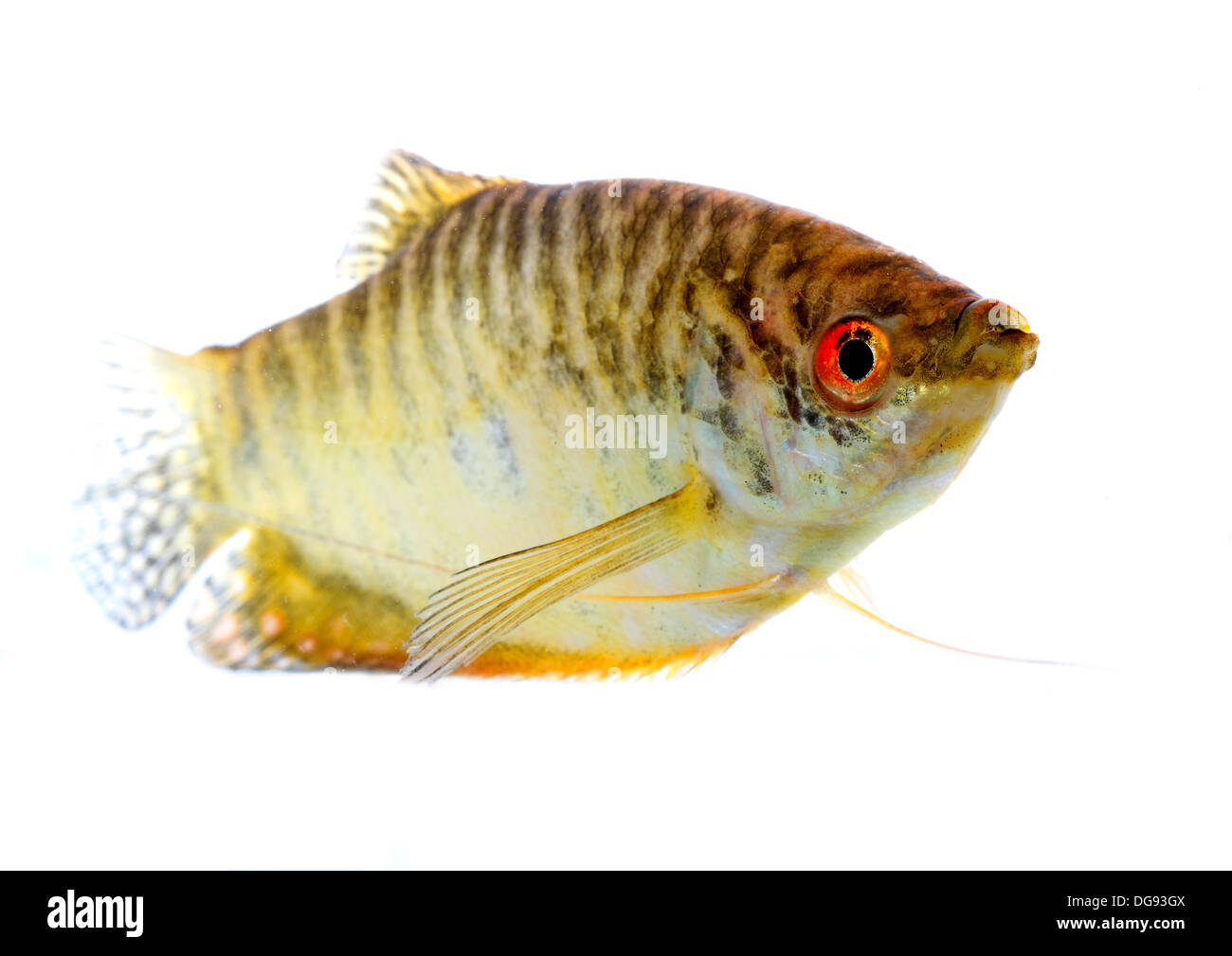 Aquarium paradise fish Cut Out Stock Images & Pictures - Alamy