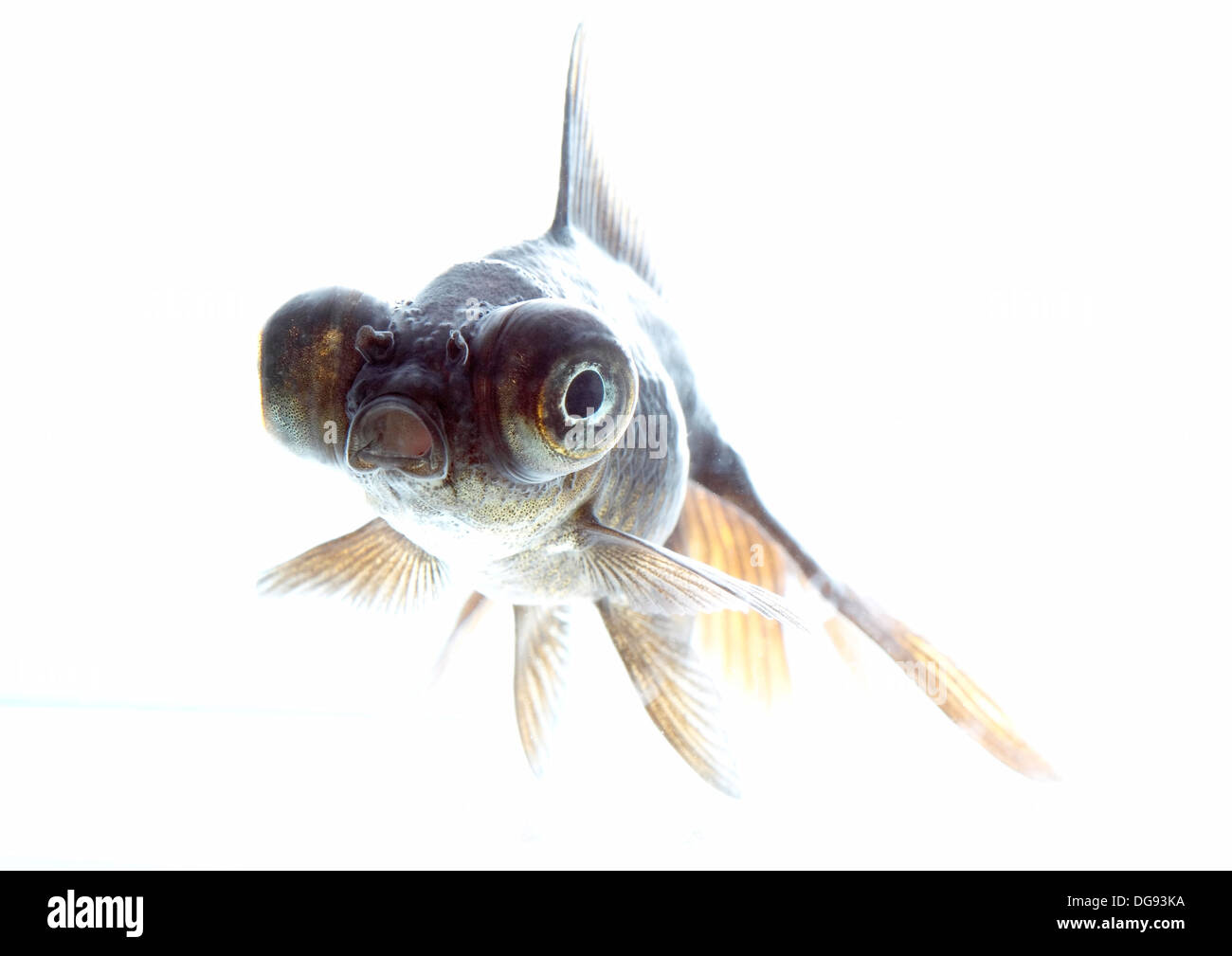 telescope fish isolated on white background Stock Photo - Alamy