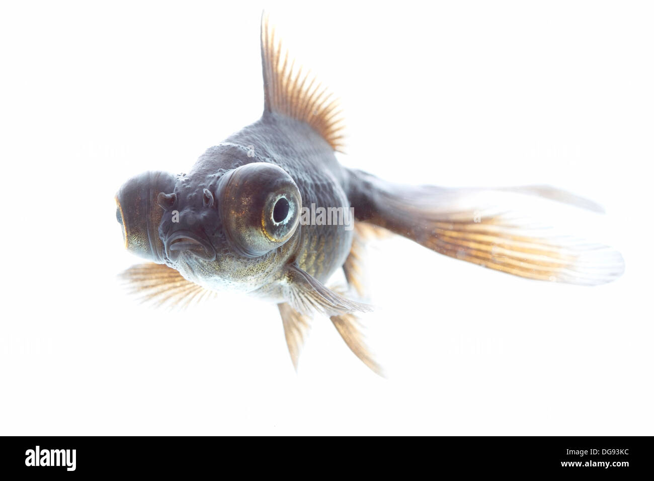 telescope fish isolated on white background Stock Photo - Alamy