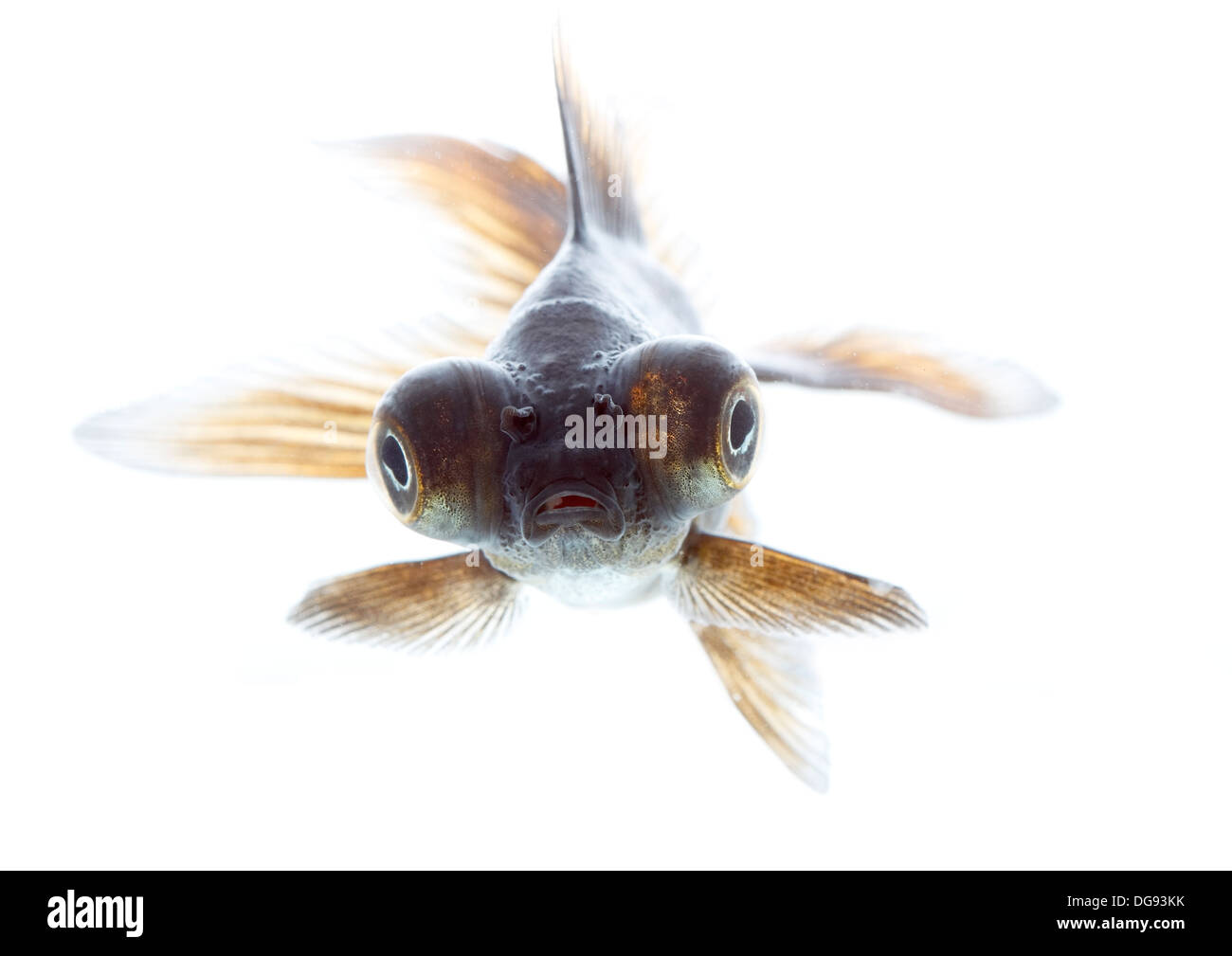 telescope fish isolated on white background Stock Photo - Alamy
