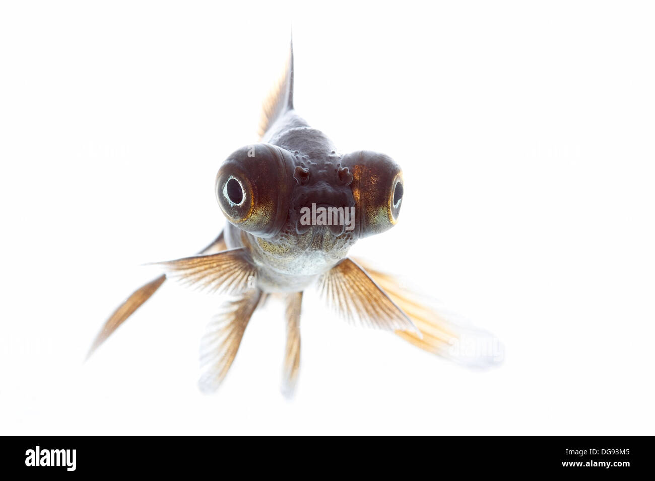 telescope fish isolated on white background Stock Photo - Alamy