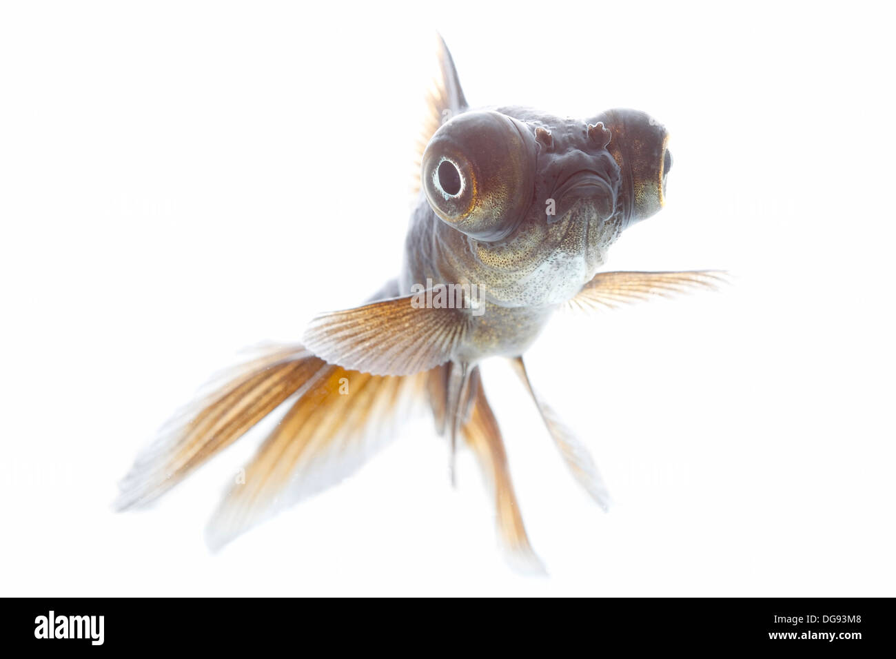 telescope fish isolated on white background Stock Photo - Alamy