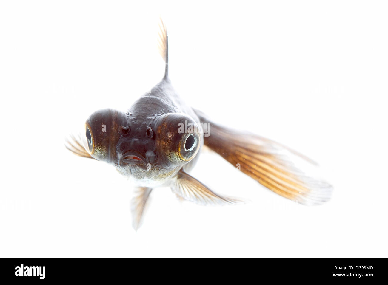 telescope fish isolated on white background Stock Photo - Alamy