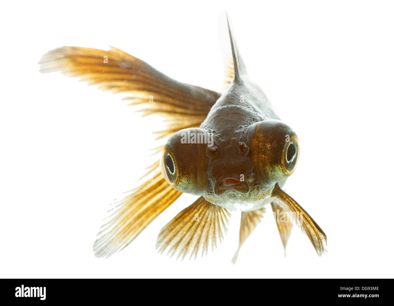 telescope fish isolated on white background Stock Photo - Alamy