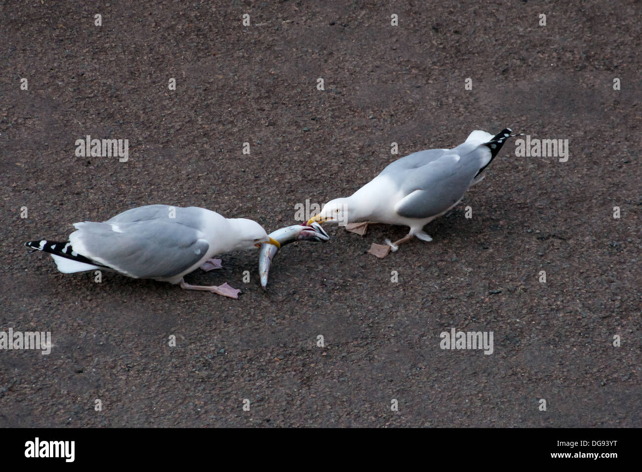 Seagulls fighting over a fish Mackrell Herring gulls fighting Stock ...