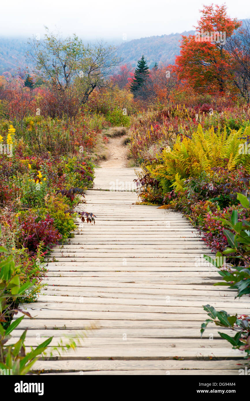 Trail at Graveyard Fields - Blue Ridge Parkway - near Asheville, North ...