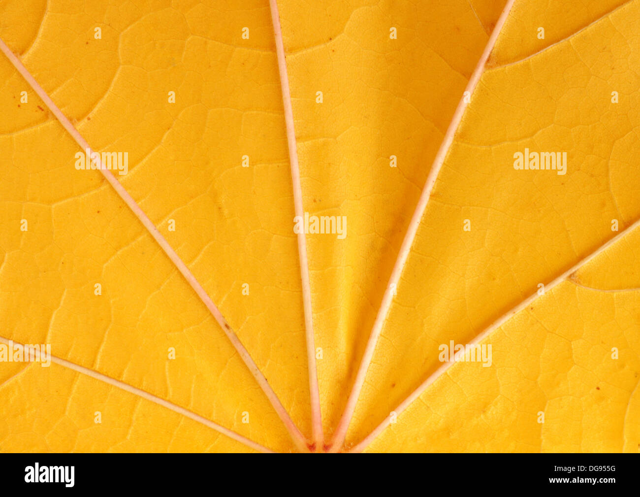 close up of yellow maple leaf Stock Photo - Alamy