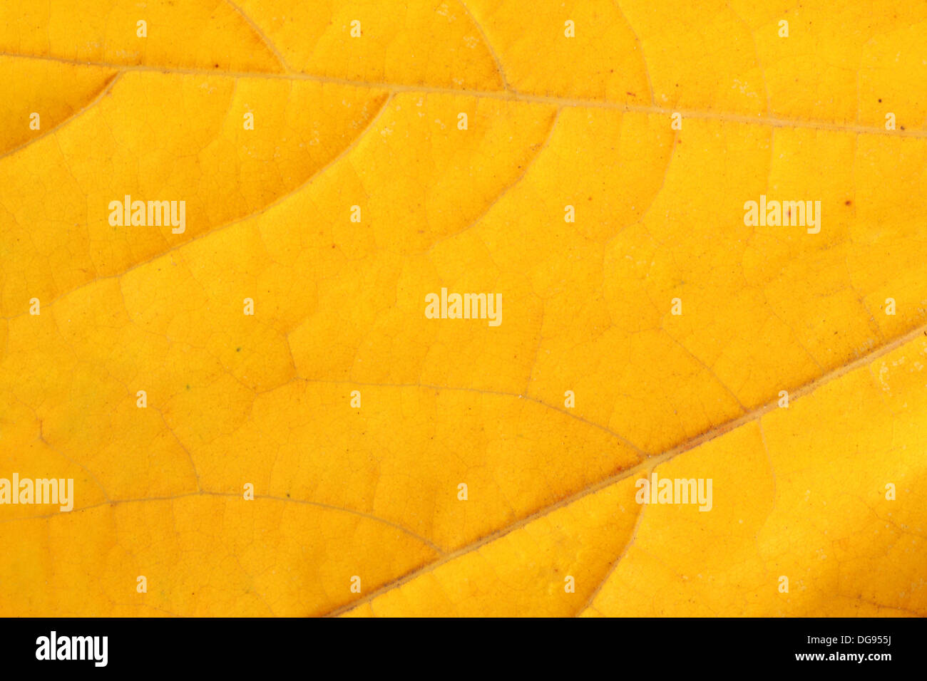 Macro maple leaf hi-res stock photography and images - Alamy
