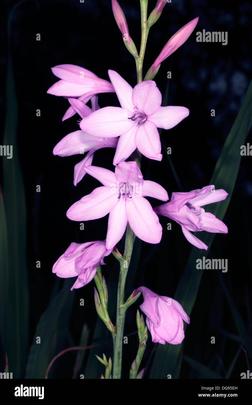 Watsonia transvaalensis hi-res stock photography and images - Alamy