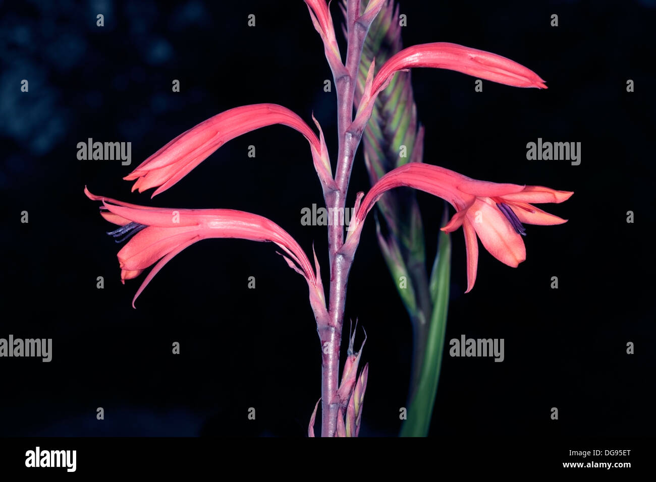 Orange-red Watsonia / Suurkanol - Watsonia transvaalensis - Family ...