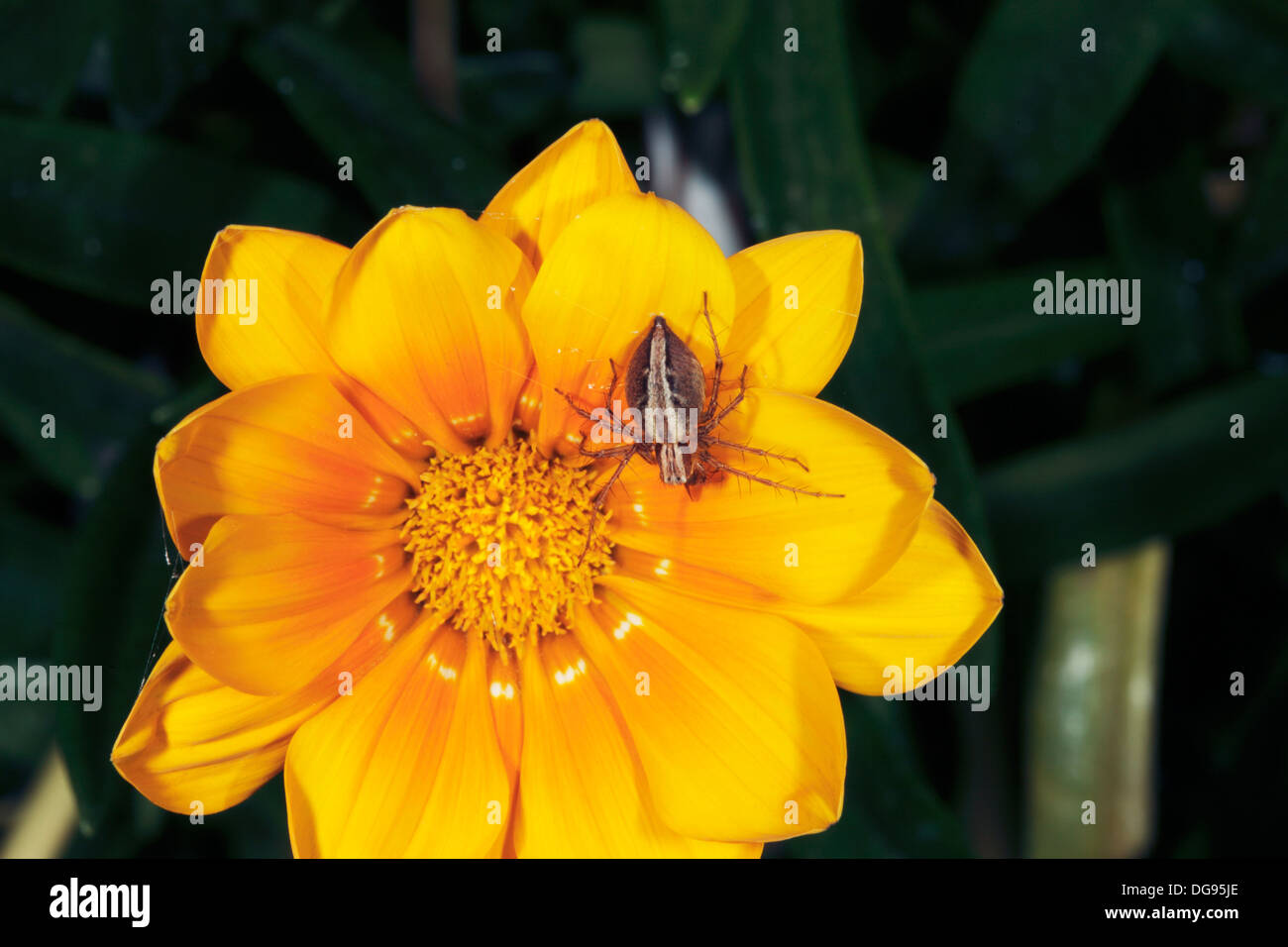 Australian spider flower hi-res stock photography and images - Alamy