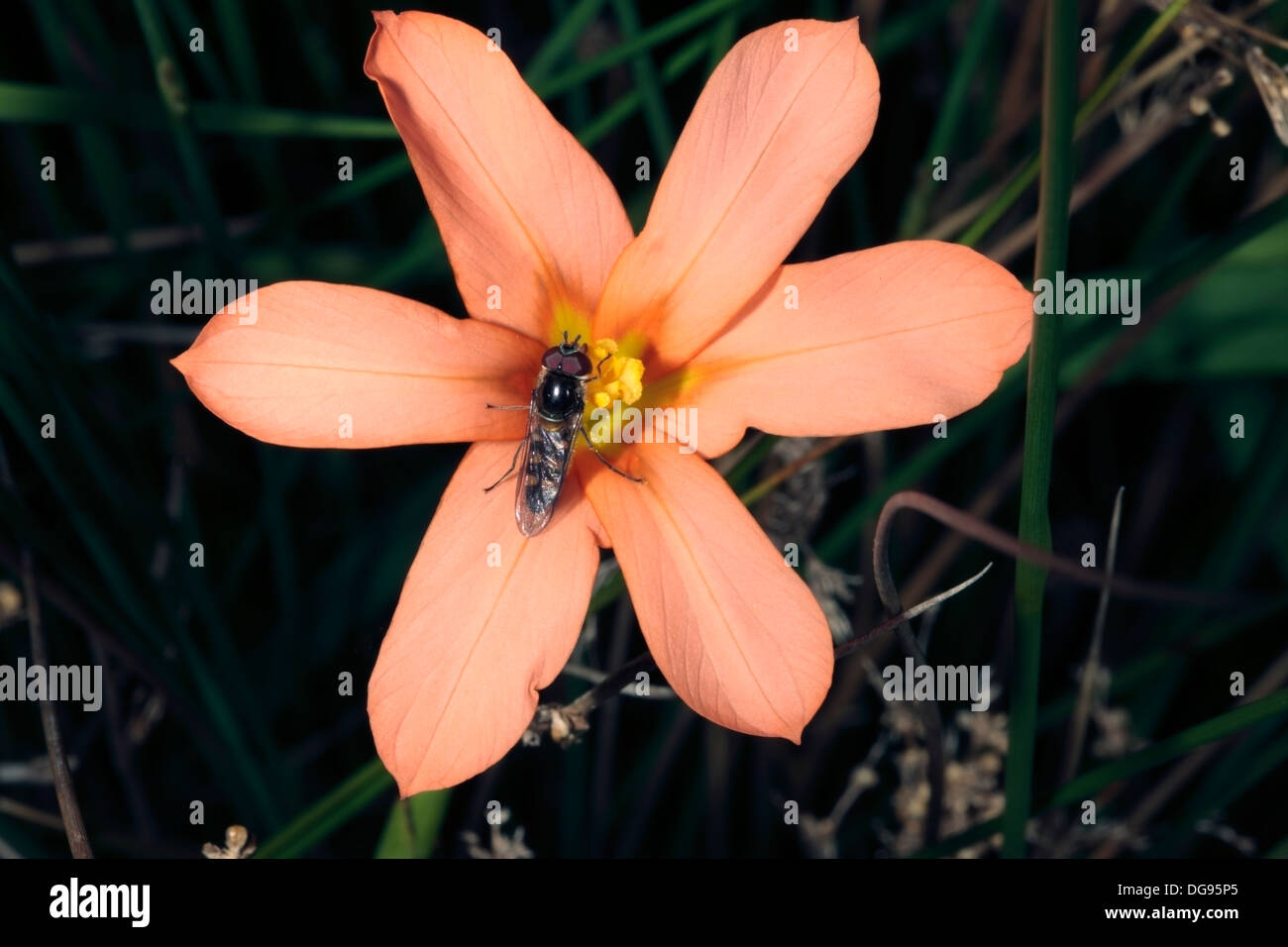 Tritonia hi-res stock photography and images - Alamy