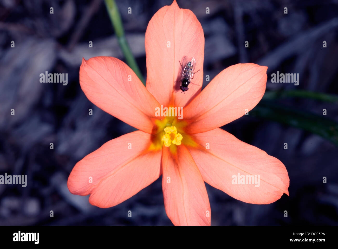 Close up Tritonia Flame Freesia -Tritonia pallida Family Iridaceae and ...