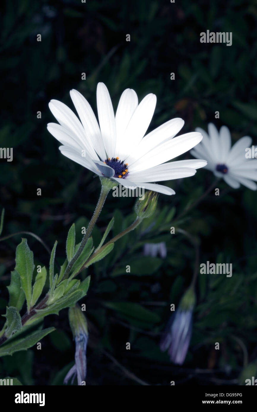 Satin boneseed hi-res stock photography and images - Alamy