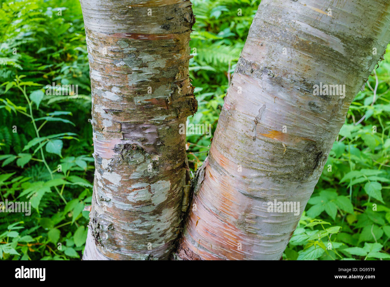 Close-up of the bark of a birch tree in Hopewell Rocks Park at the Bay ...