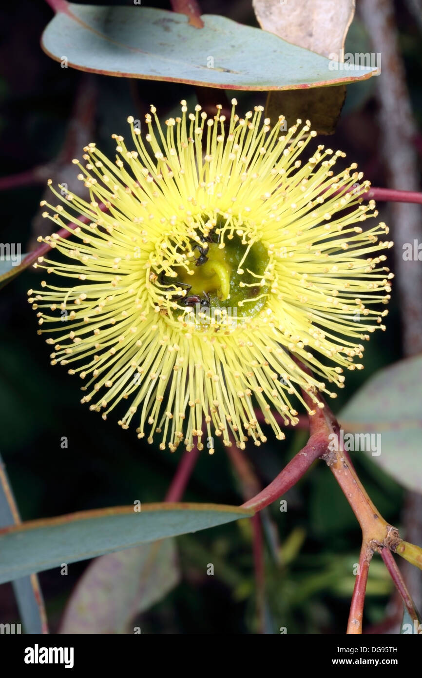 Bell fruit hi-res stock photography and images - Alamy
