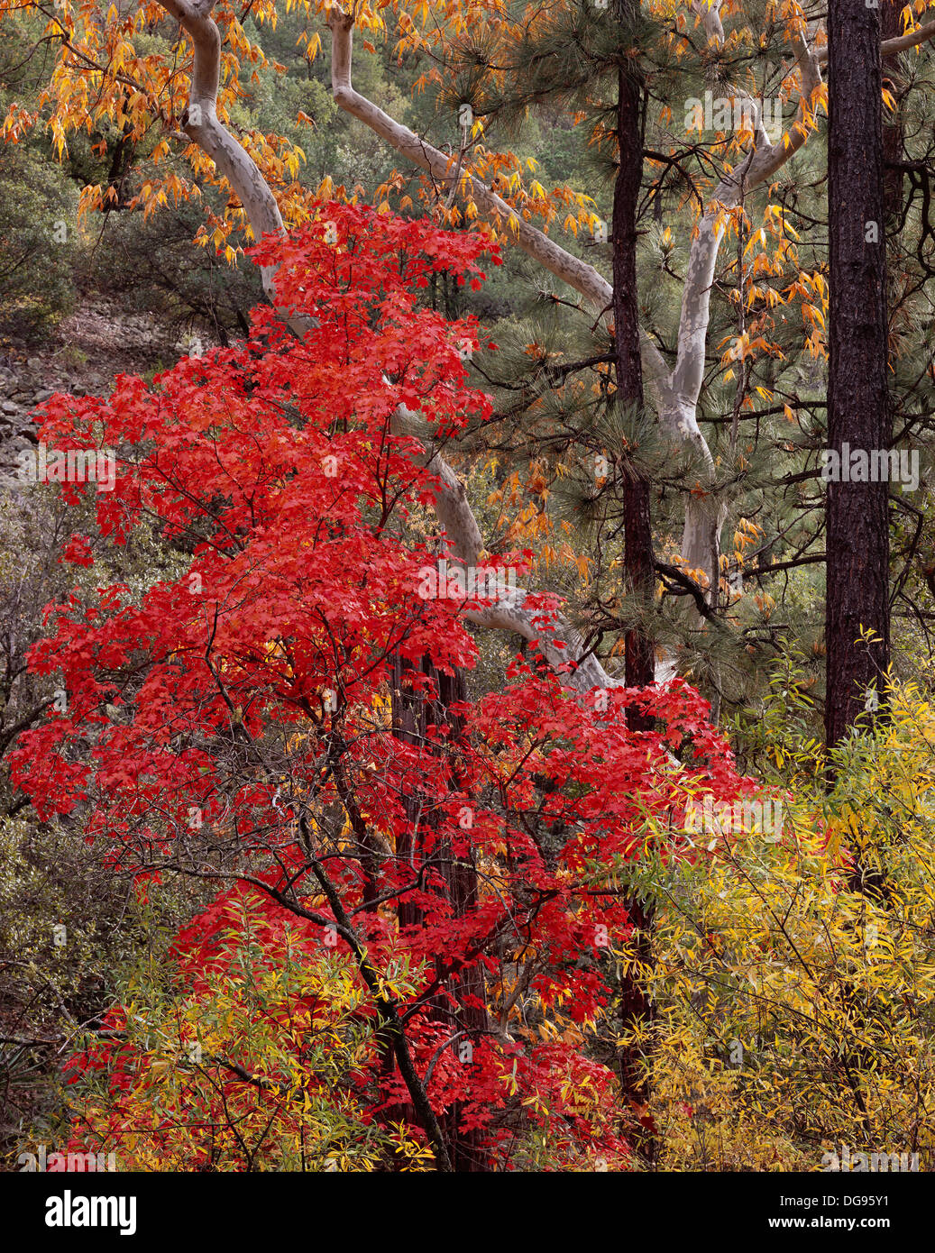Fall Color Maple Sycamore High Resolution Stock Photography and Images ...