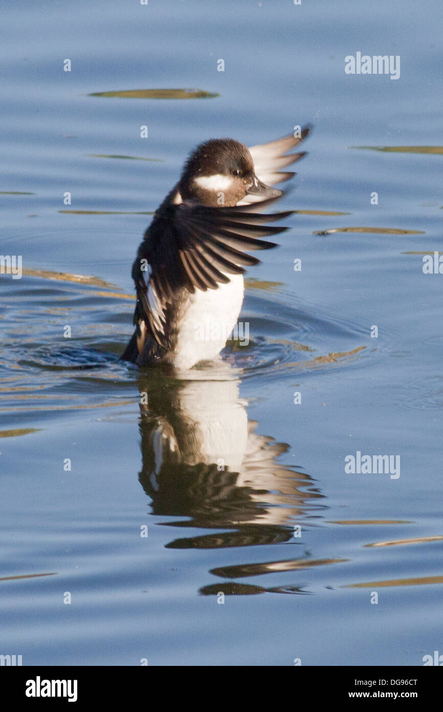 Female Bufflehead Duck wing flapping.(Bucephala albeola).Bolsa Chica ...