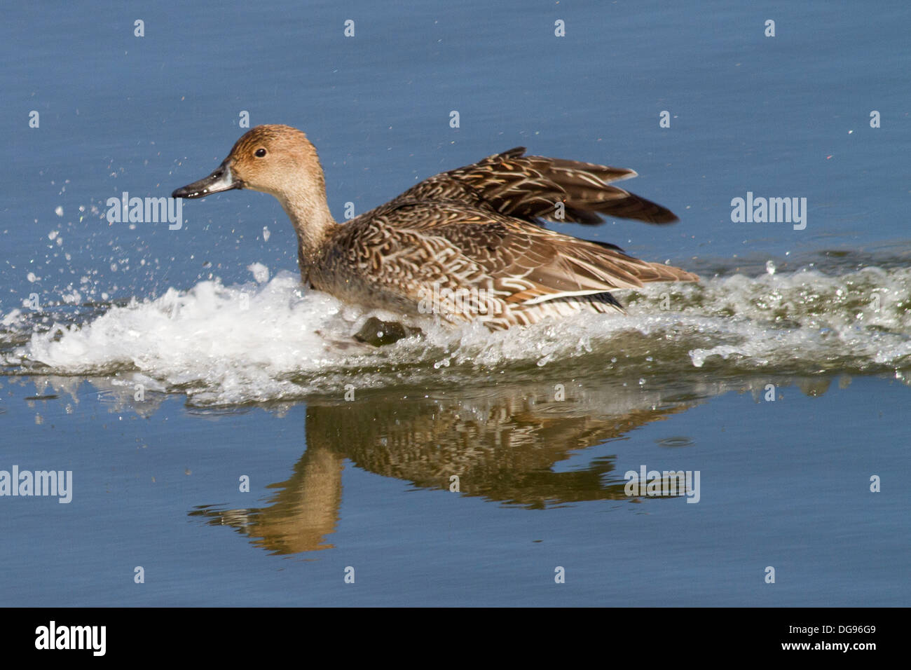 Pintail hen hi-res stock photography and images - Alamy