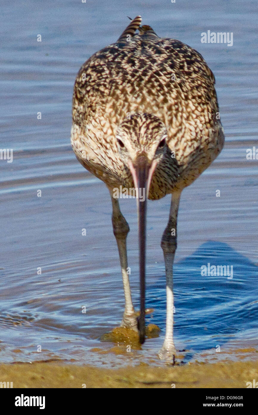 Long-Billed Curlew with a tiny shrimp in it's bill.(Numenius americanus ...