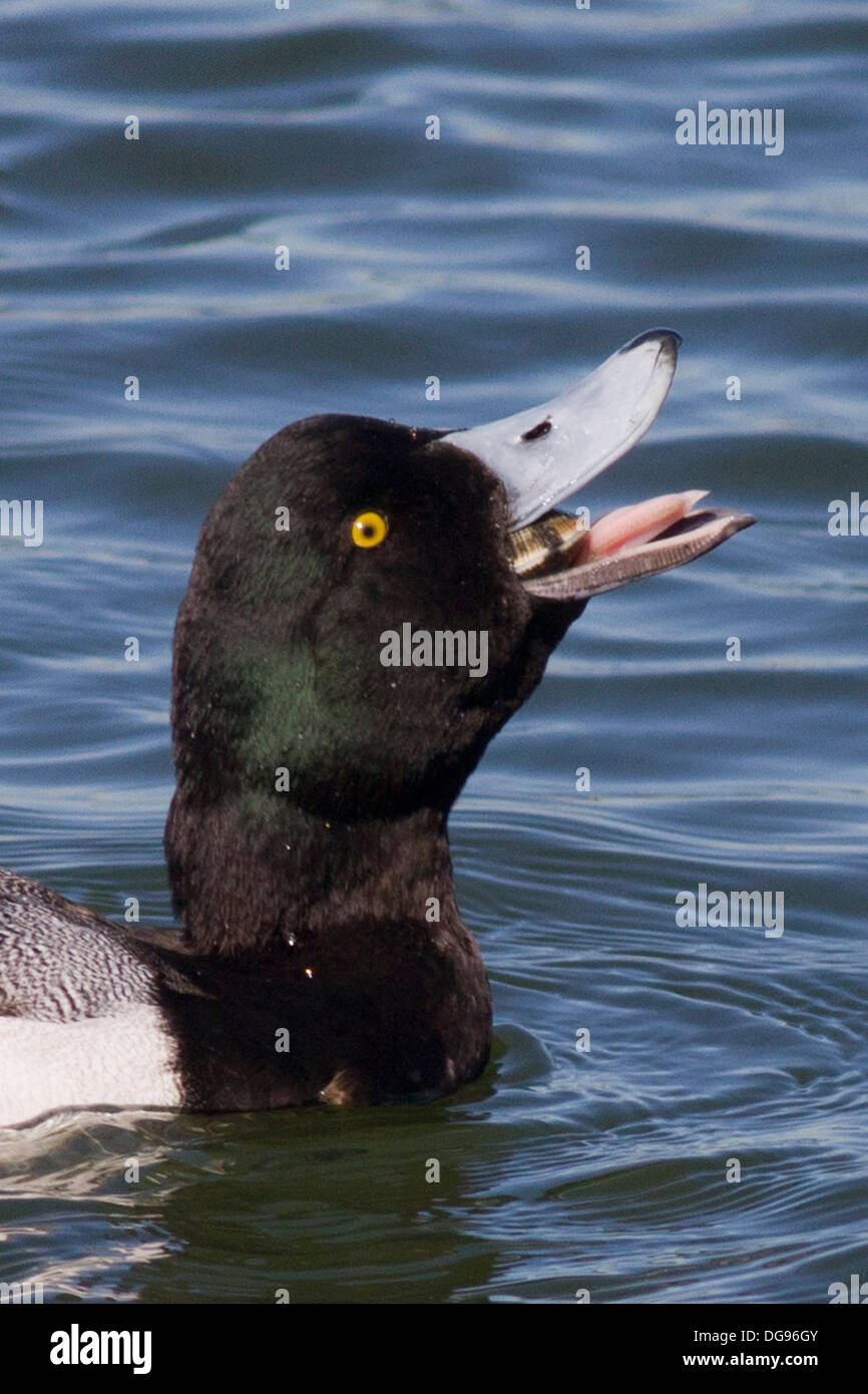 Lesser Scaup male duck swallowing a clam shell in it's bill-closeup ...