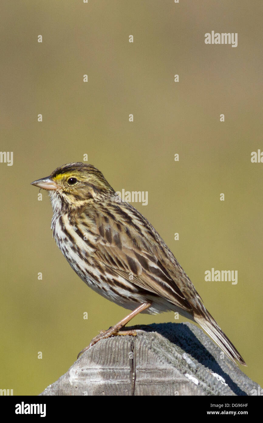 Rare birds and animals High Resolution Stock Photography and Images - Alamy