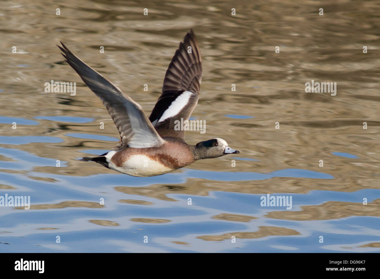 Male American Wigeon Duck in flight.(Anas americana).Bolsa Chica ...
