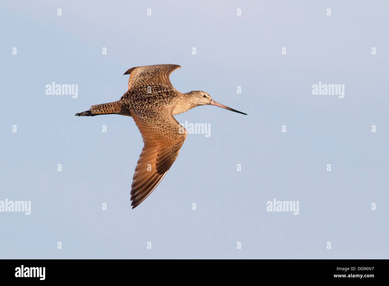 Marbled Godwit in flight.(Limosa fedoa).Back Bay Reserve,California ...