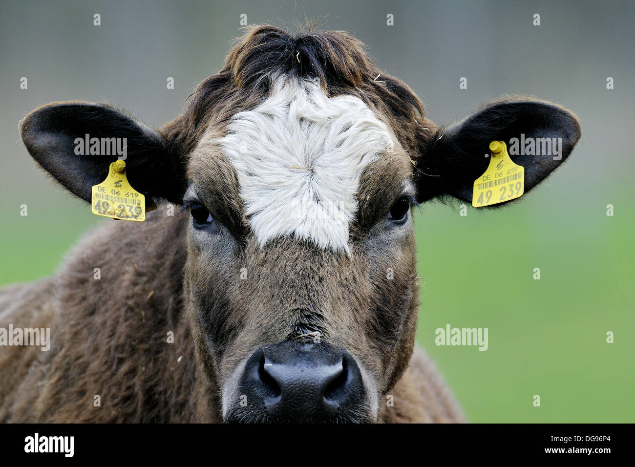 To Earmark High Resolution Stock Photography and Images - Alamy