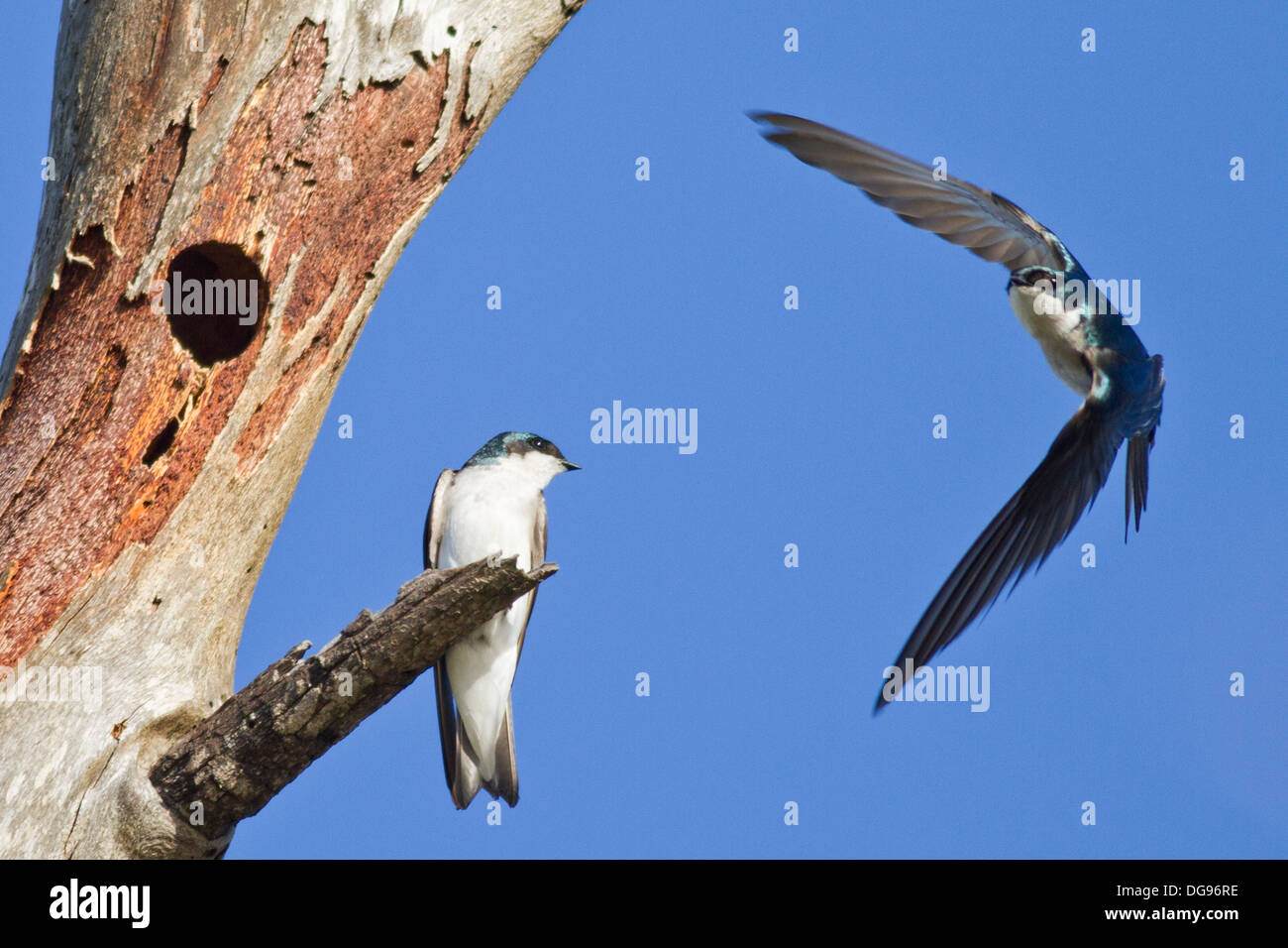 Pair of Tree Swallows at their nest in a tree hollow, one in flight ...