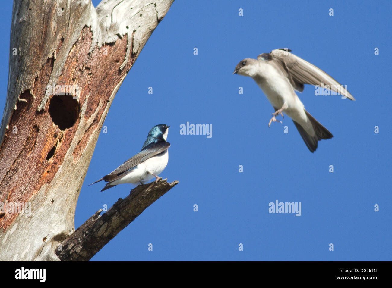 Pair of Tree Swallows at their nest in a tree hollow, one in flight ...