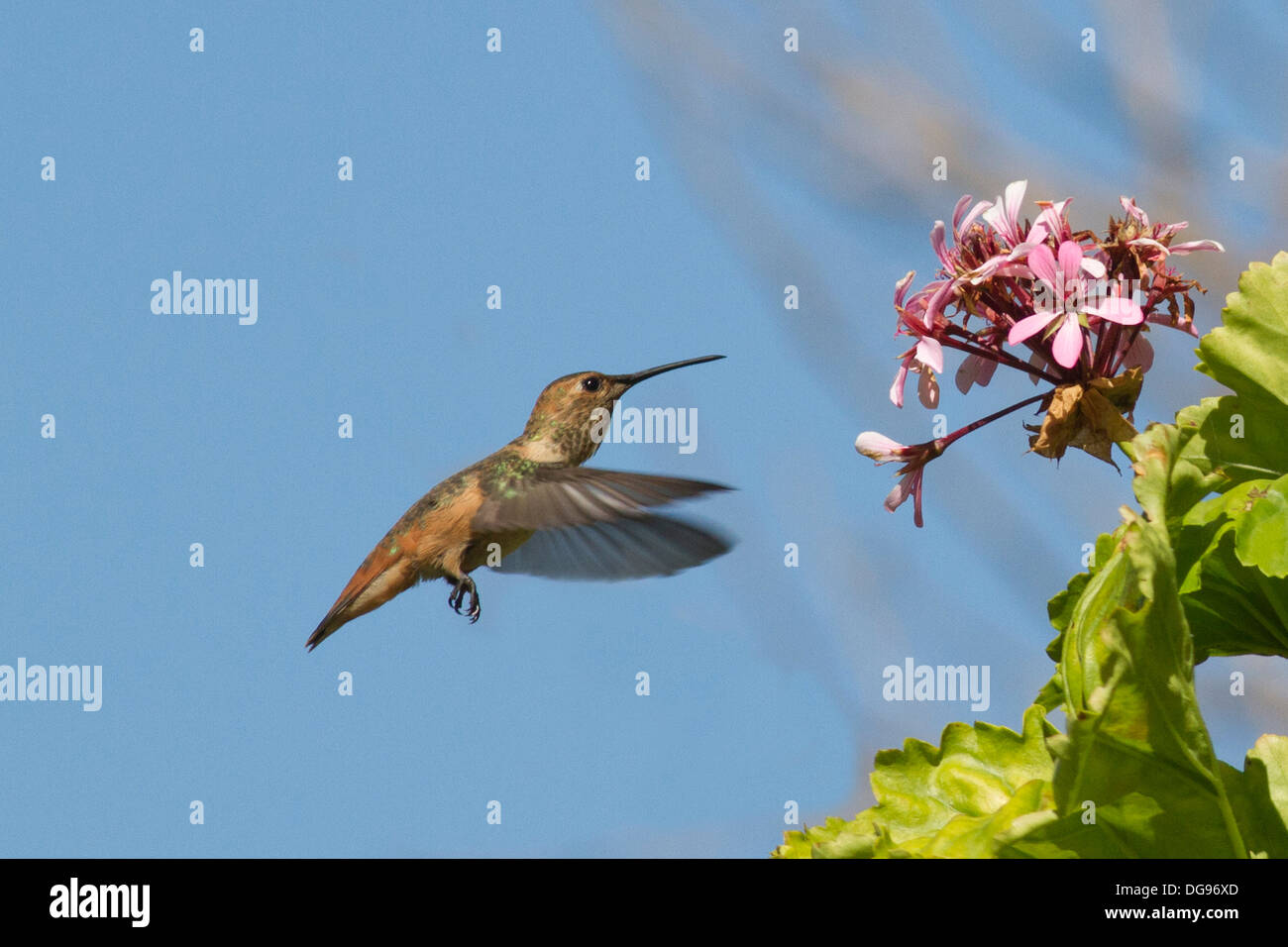 Allen's Hummingbird in flight about to feed on a flower.(Selasphorus ...