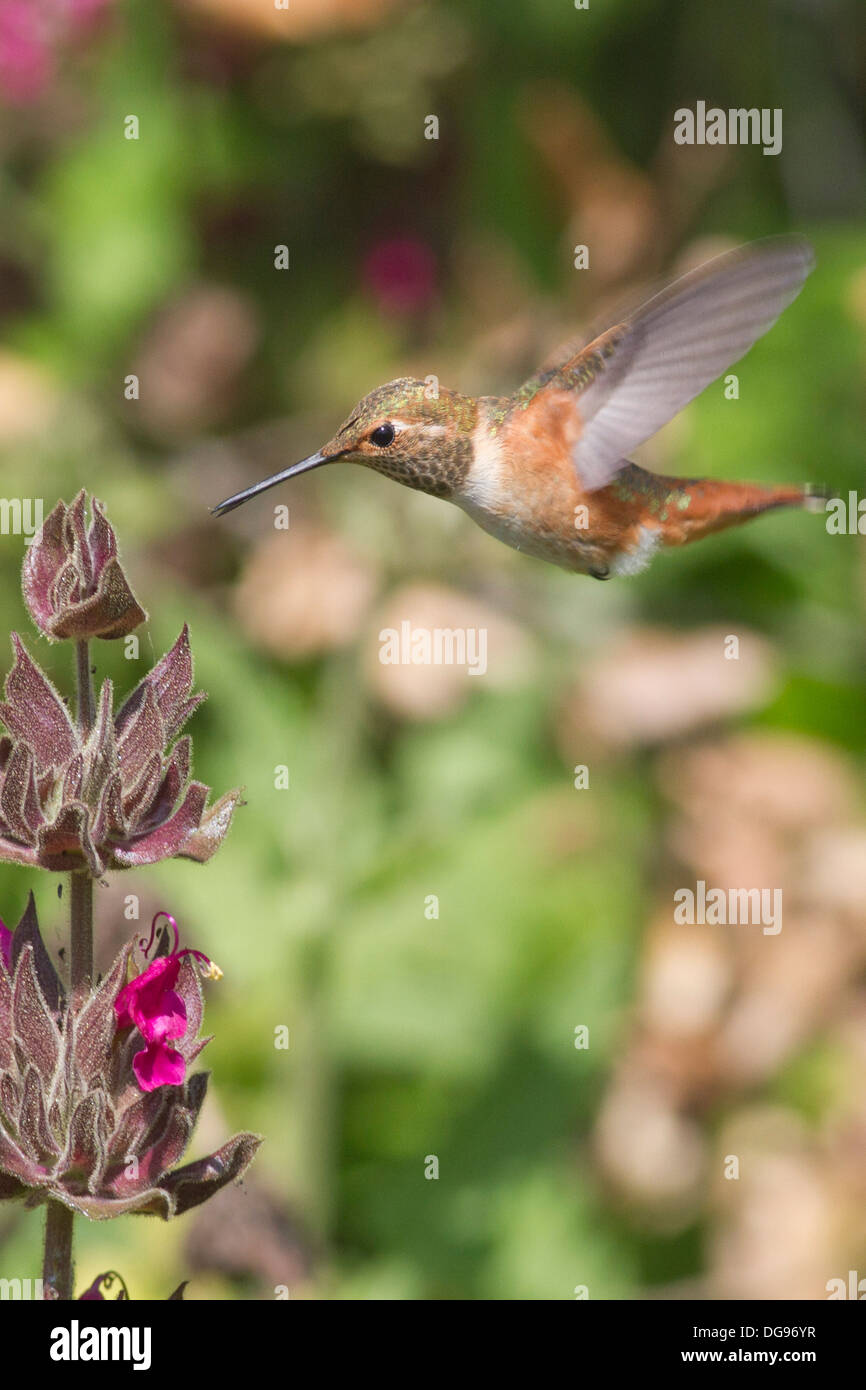 Allen's Hummingbird in flight about to feed on a Hummingbird Sage ...