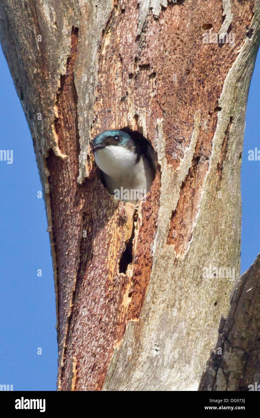 Tree Swallow looks out from it's nest in a tree hollow.(Tachycineta ...