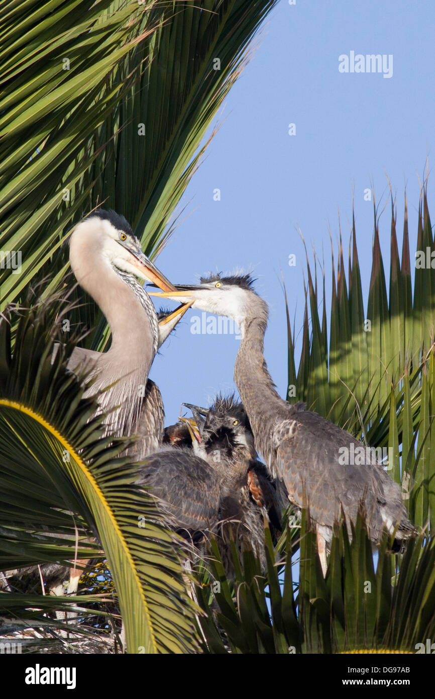 Great Blue Heron feeding chicks in a nest in a Palm tree.(Ardea ...