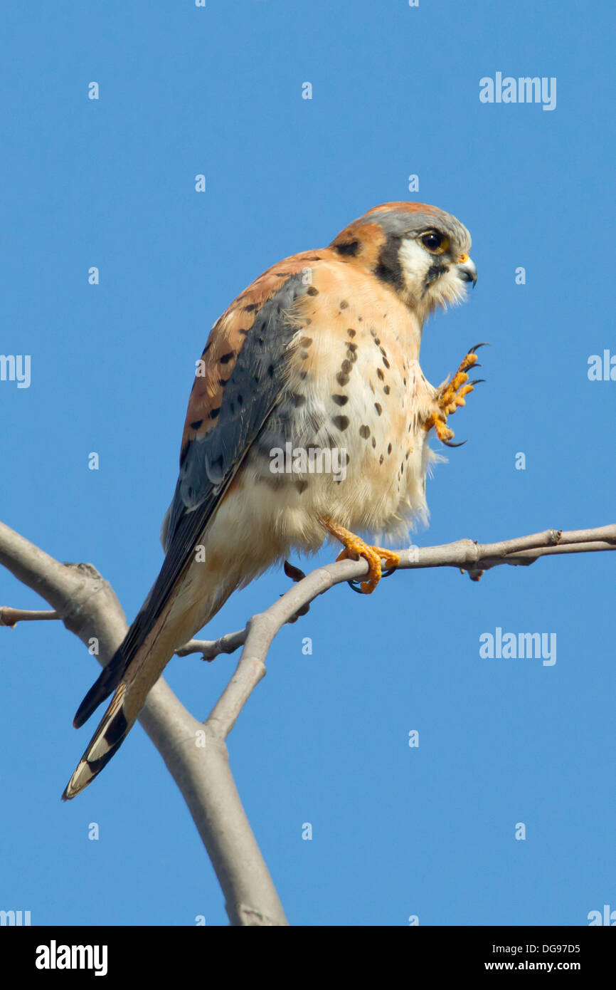 American Kestrel with it's claw in the air.(Falco sparverius).Back Bay ...
