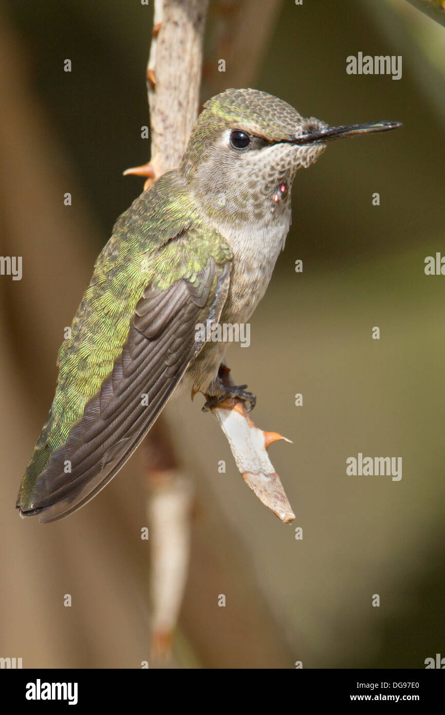 Anna's Hummingbird.(Calypte anna).Irvine,California Stock Photo - Alamy