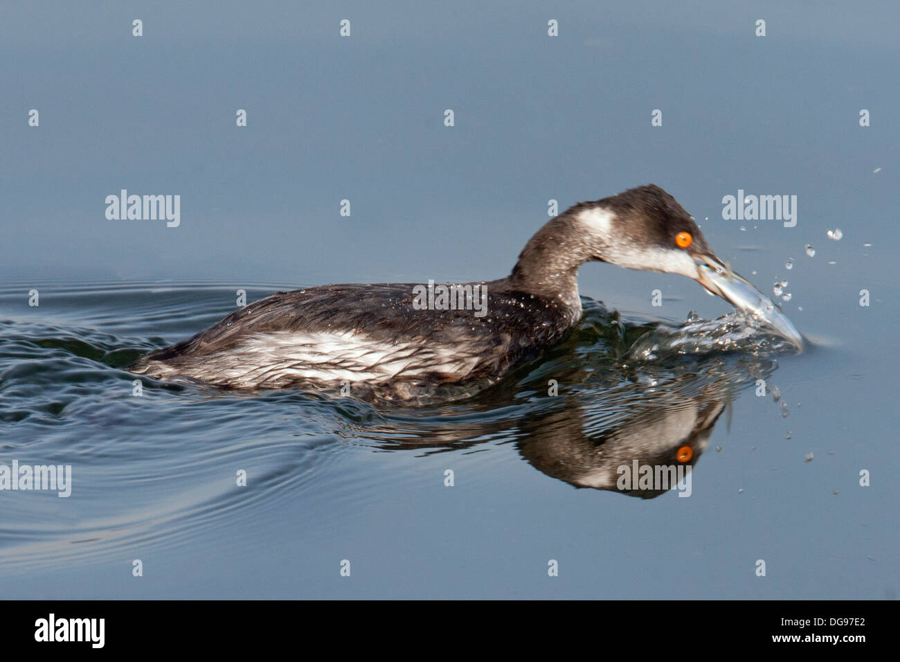 Grebe catching a fish hi-res stock photography and images - Alamy