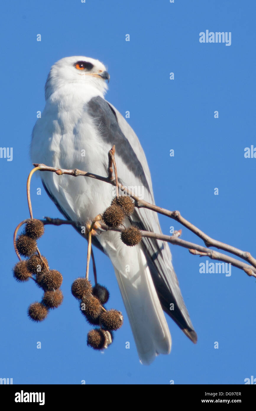 White-Tailed Kite.(Elanus leucurus).Back Bay Reserve,California Stock ...