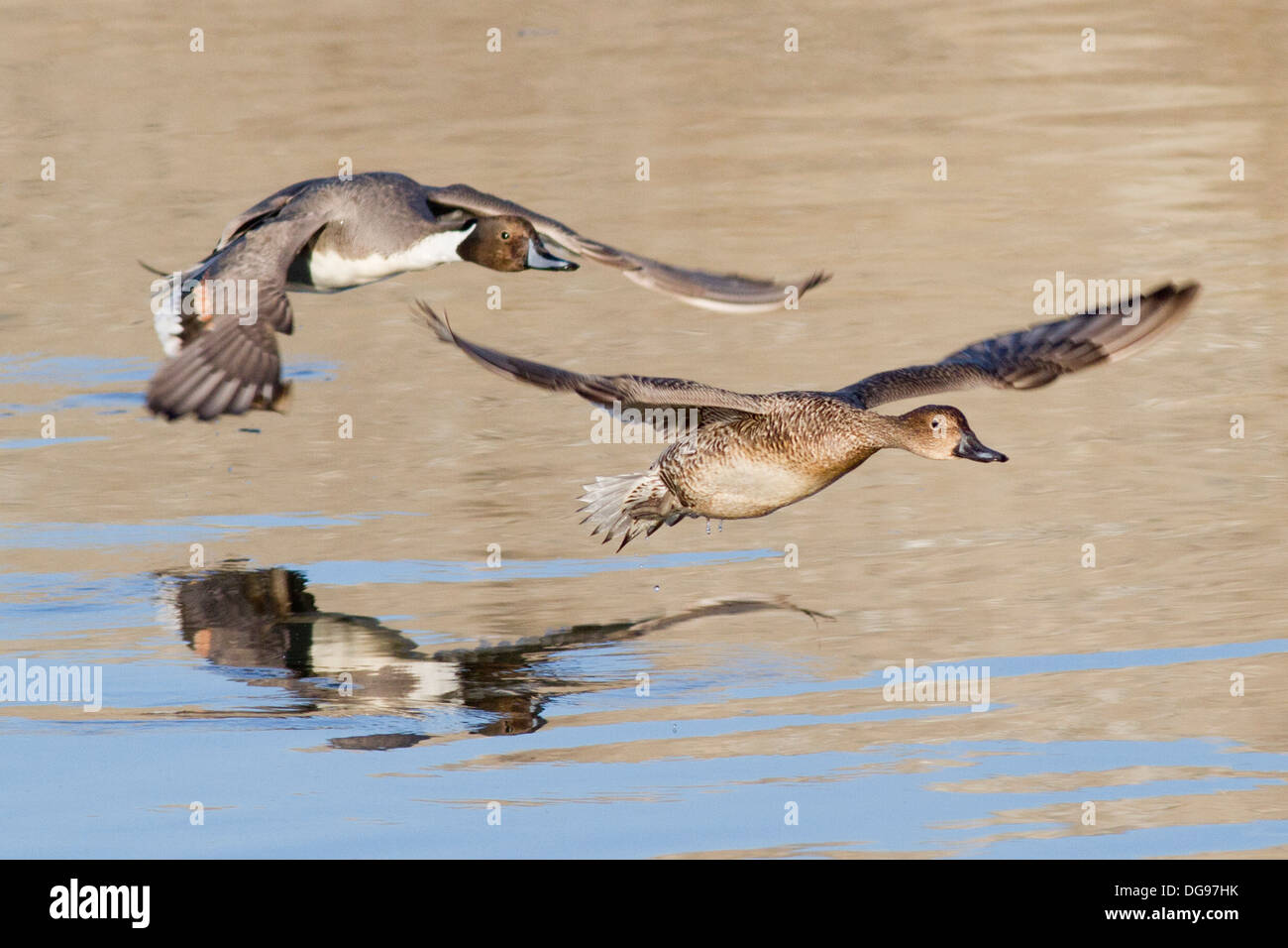 Pair of Northern Pintail Ducks in flight.(Anas acuta).Bolsa Chica ...