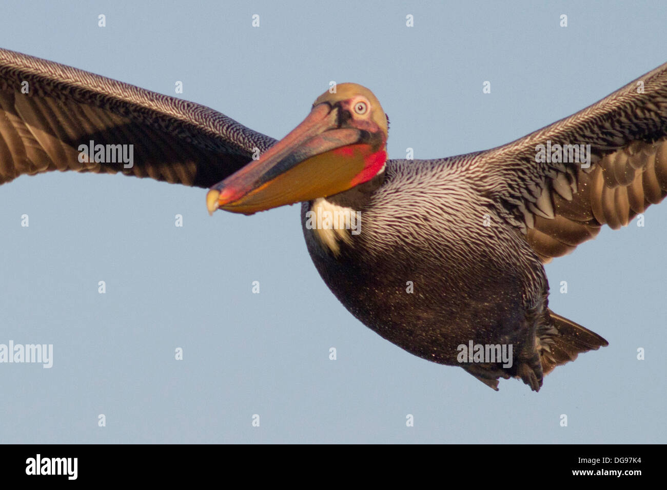 Brown Pelican in breeding colors in flight-closeup.(Pelecanus ...
