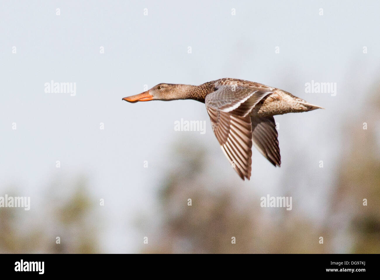 Female northern shoveler in flight hi-res stock photography and images - Alamy