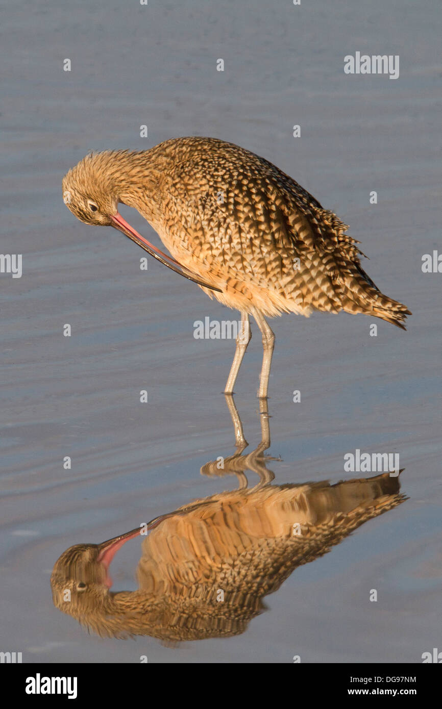Long-Billed Curlew in the water with reflection grooming it's feathers ...