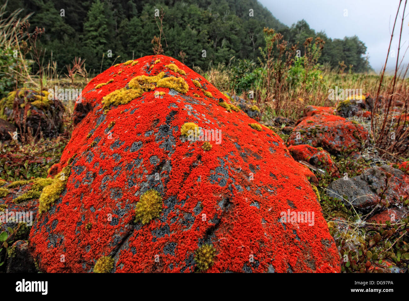 Red lichen on the rocks, Maruia Valley, Lewis Pass, South Island, New ...
