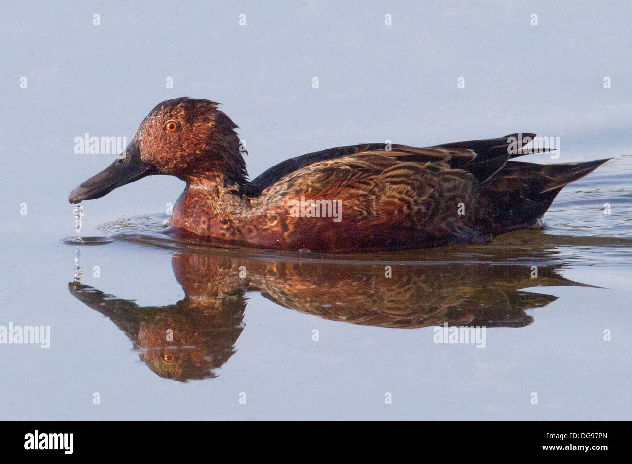 Cinnamon Teal Duck drake with reflection.(Anas cyanoptera).Back Bay ...