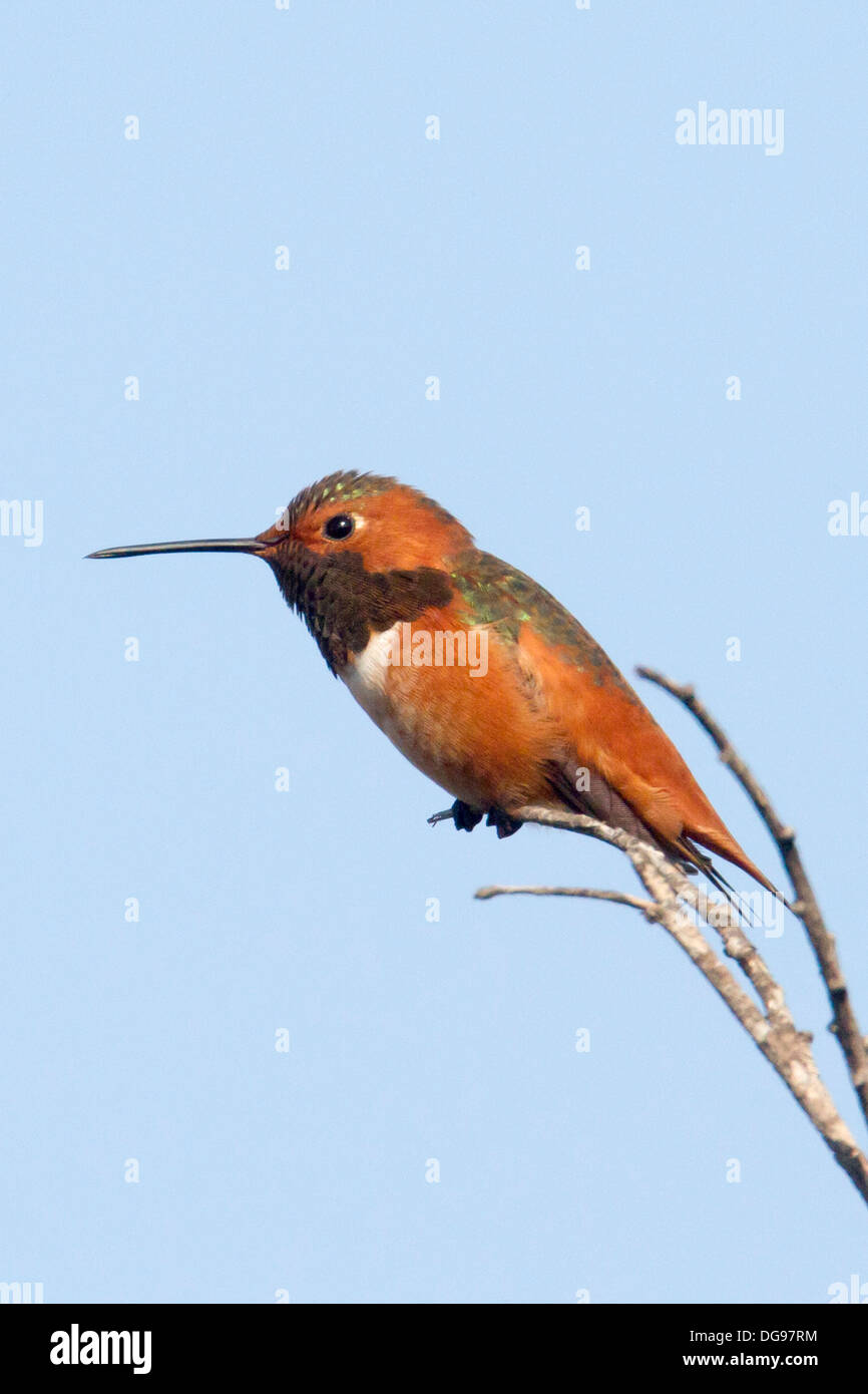 Rufus Hummingbird.(Selasphorus rufus).Back Bay Reserve,California Stock ...